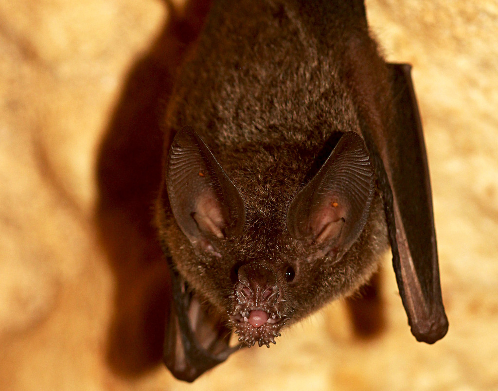fringe-lipped bat (Trachops cirrhosus) - Know Your Mammals