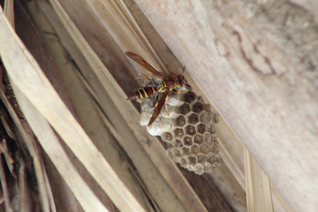 Unstable Paper Wasp from Santa María Huatulco, Oax., México on June 14 ...