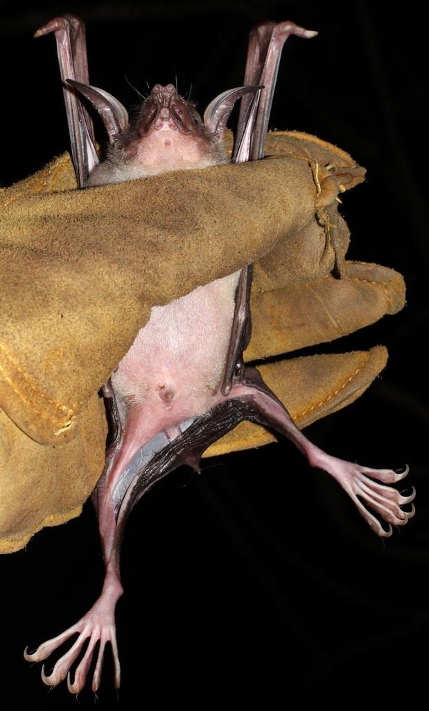 Bulldog Bats (Noctilio) - Know Your Mammals