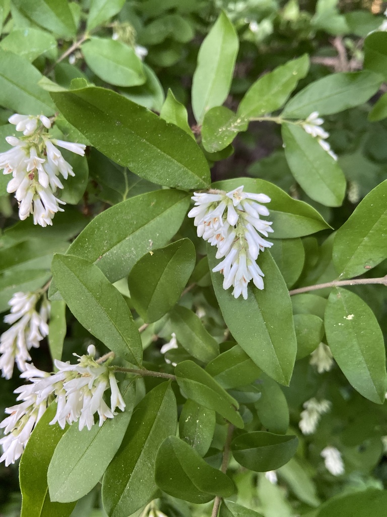 border privet from Cold Spring St, New Haven, CT, US on June 17, 2020 ...