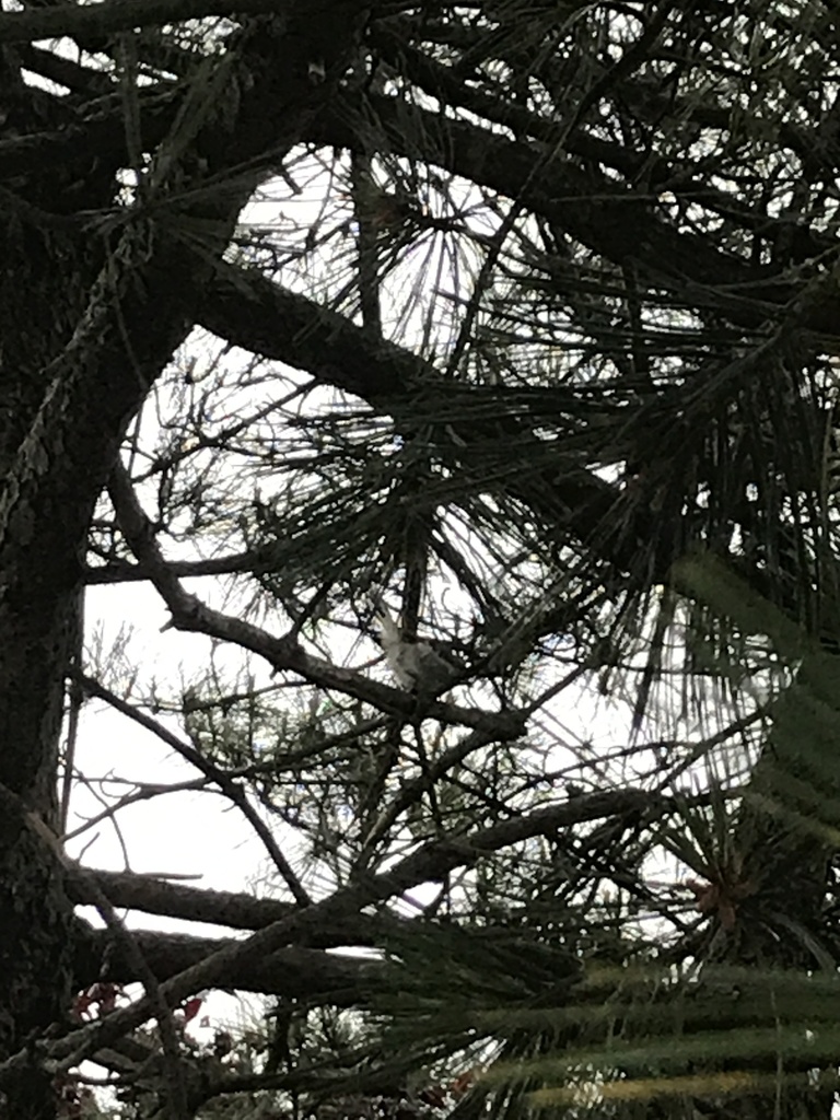 Black-capped Chickadee from Long Island, Massapequa, NY, US on June 17 ...