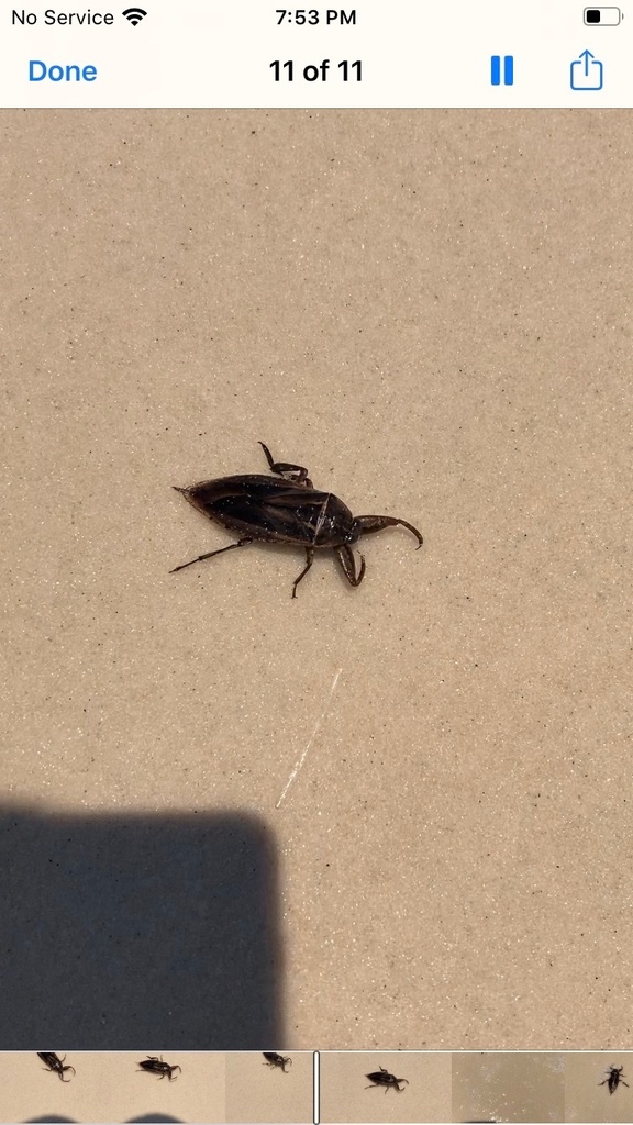 Uhler's Giant Water Bug from Saint George Island, Eastpoint, FL, US on ...