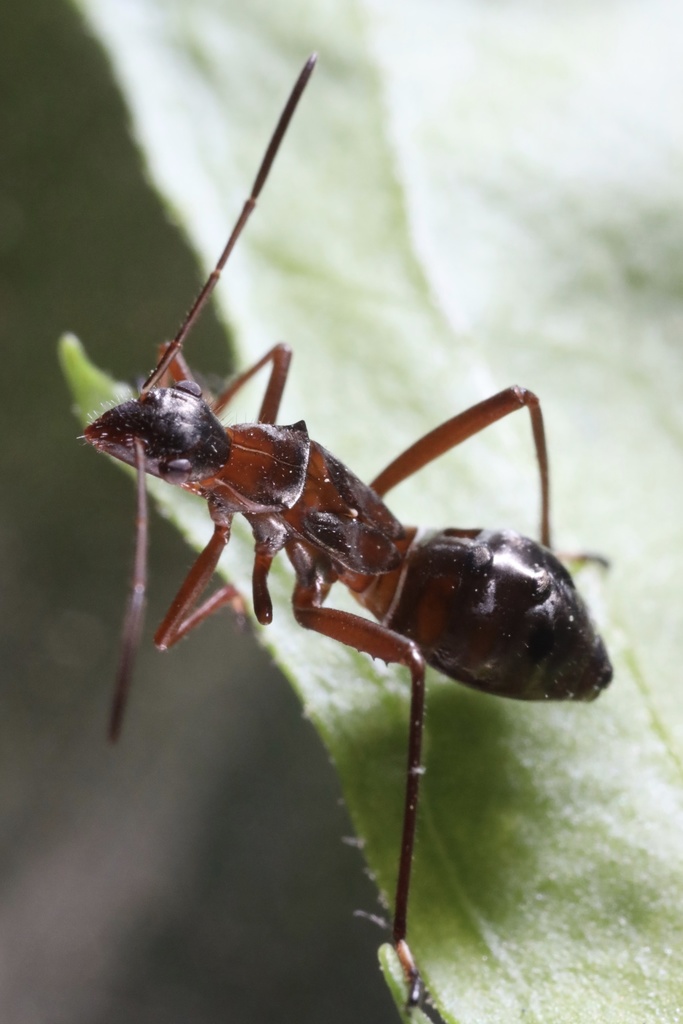 Texas Bow-legged Bug from North Attleboro, MA, US on June 17, 2020 at ...