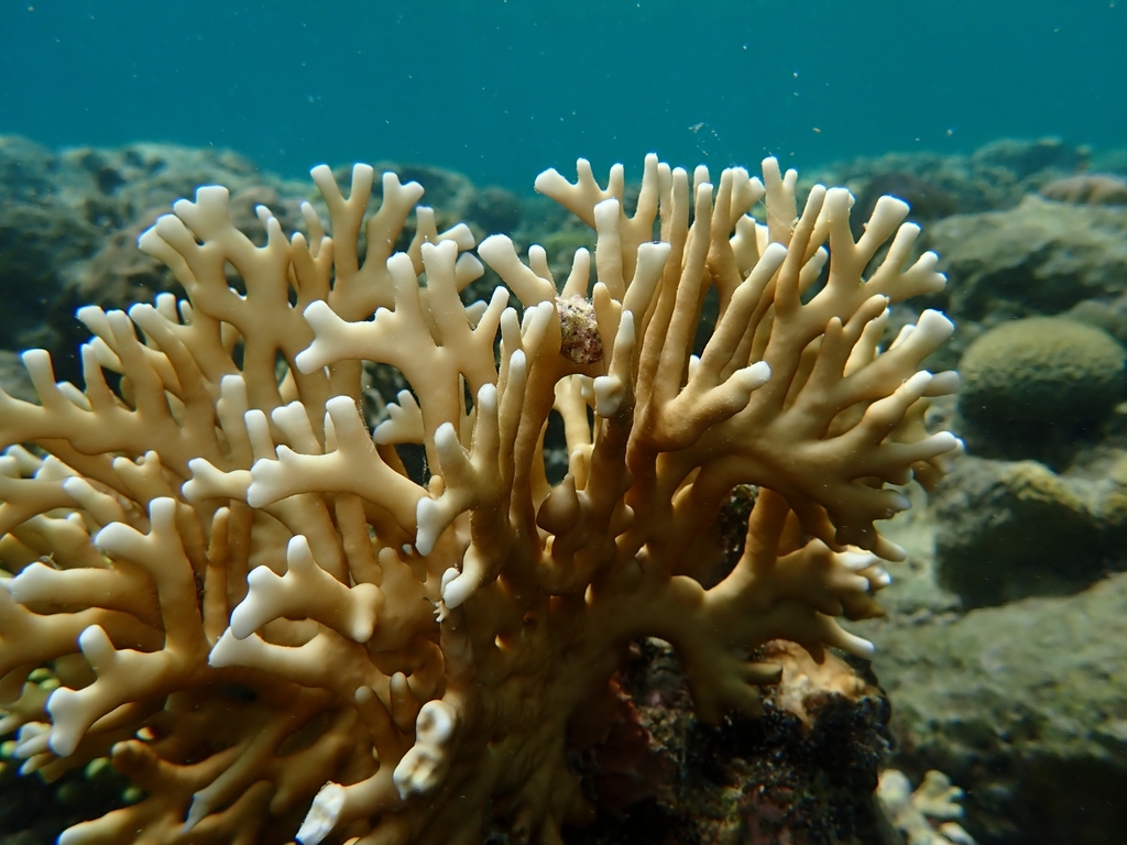 Millepora tenera from Federated States of Micronesia on June 17, 2020 ...