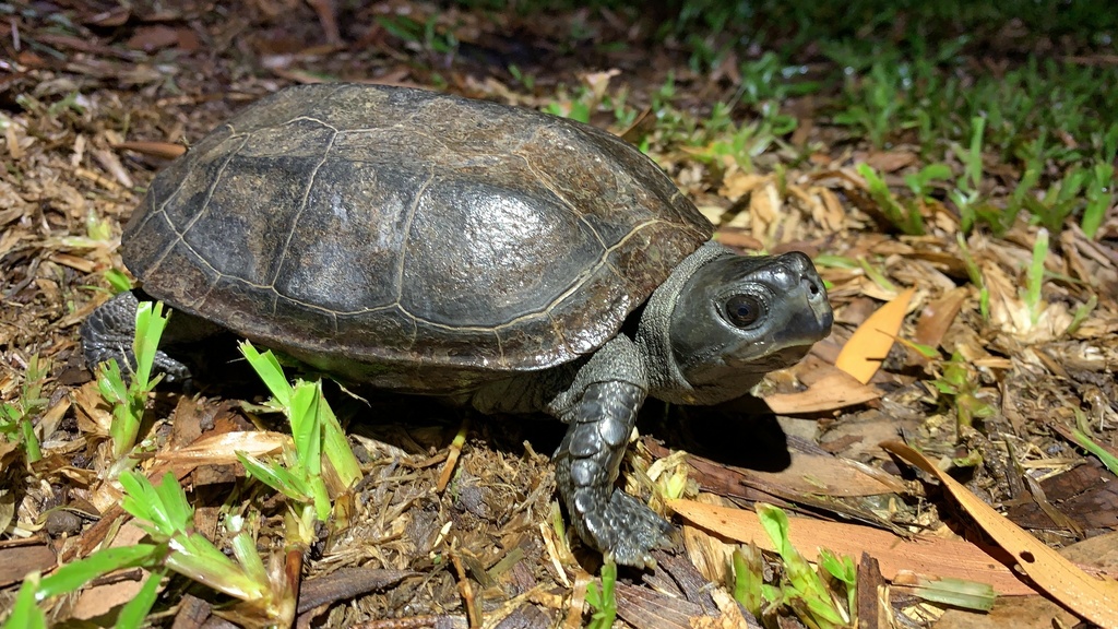 Chinese Pond Turtle in June 2020 by Tommy Hui · iNaturalist