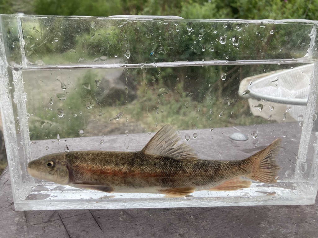 Bridgelip Sucker (Catostomus columbianus) - Marine Life Identification
