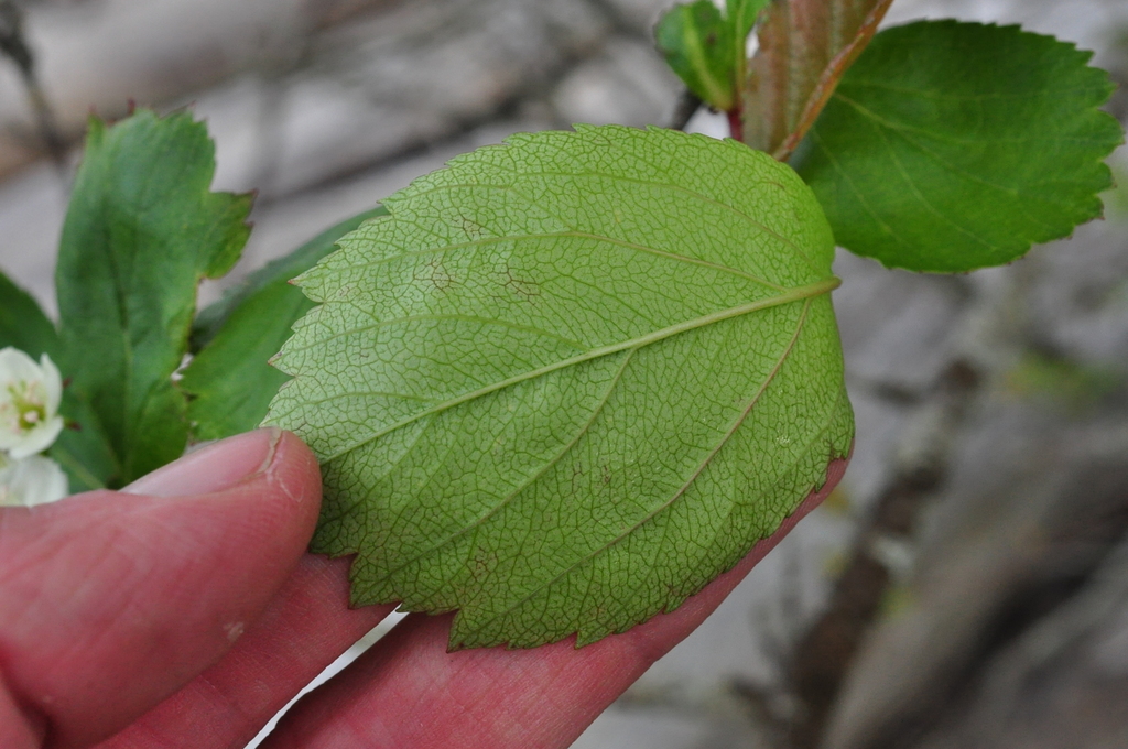 Black Hawthorn (Handbook for the Native Trees of Oregon) · iNaturalist