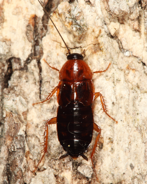 Virginia Wood Cockroach (Cockroaches and Termites of the United States ...