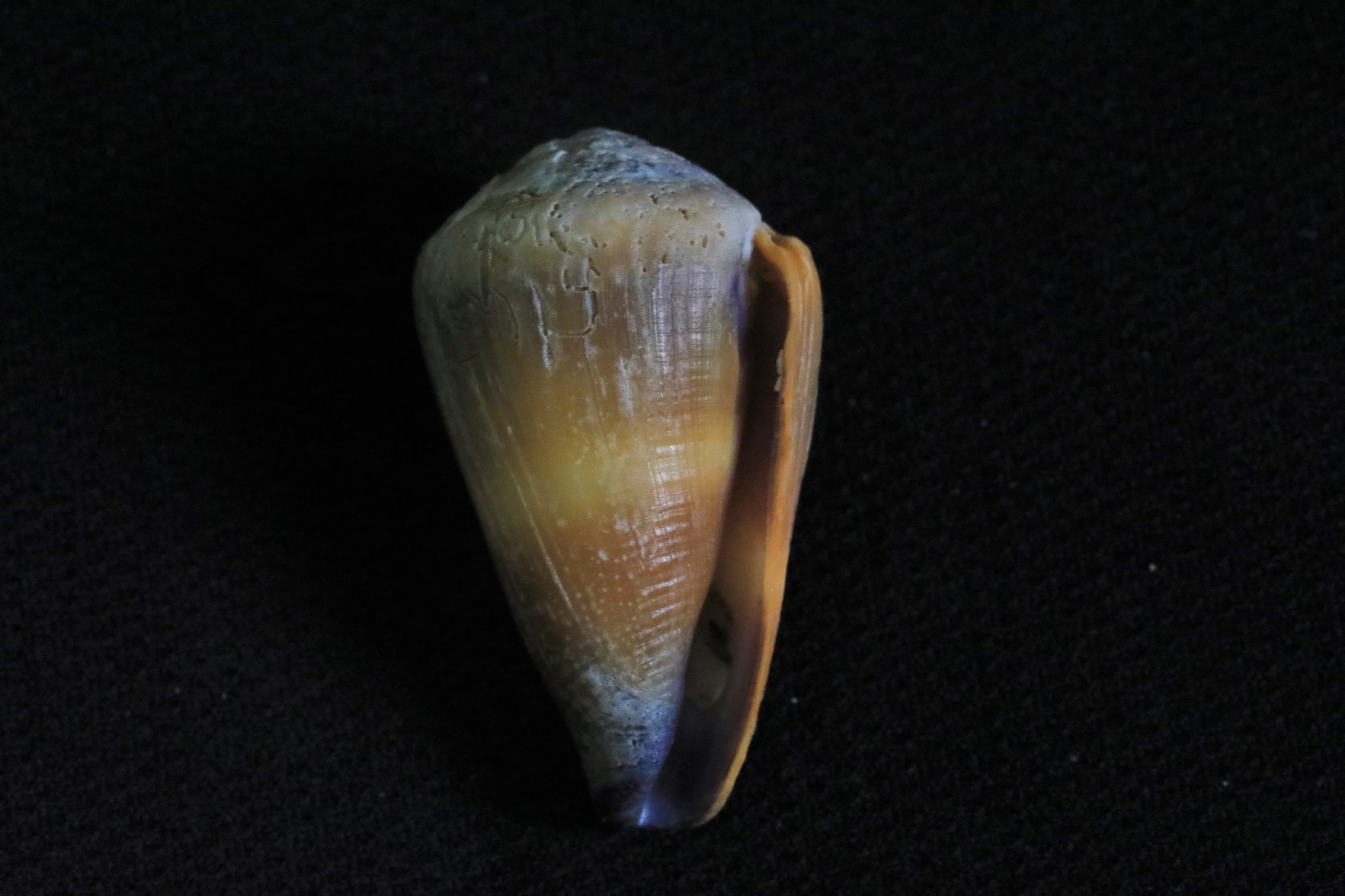 Conus frigidus Reeve, 1848