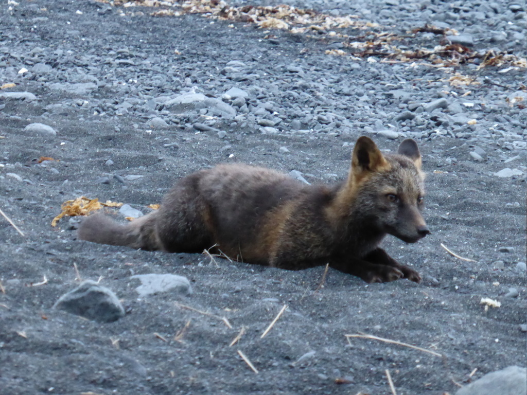 Kodiak Red Fox (Vulpes vulpes harrimani) - Know Your Mammals