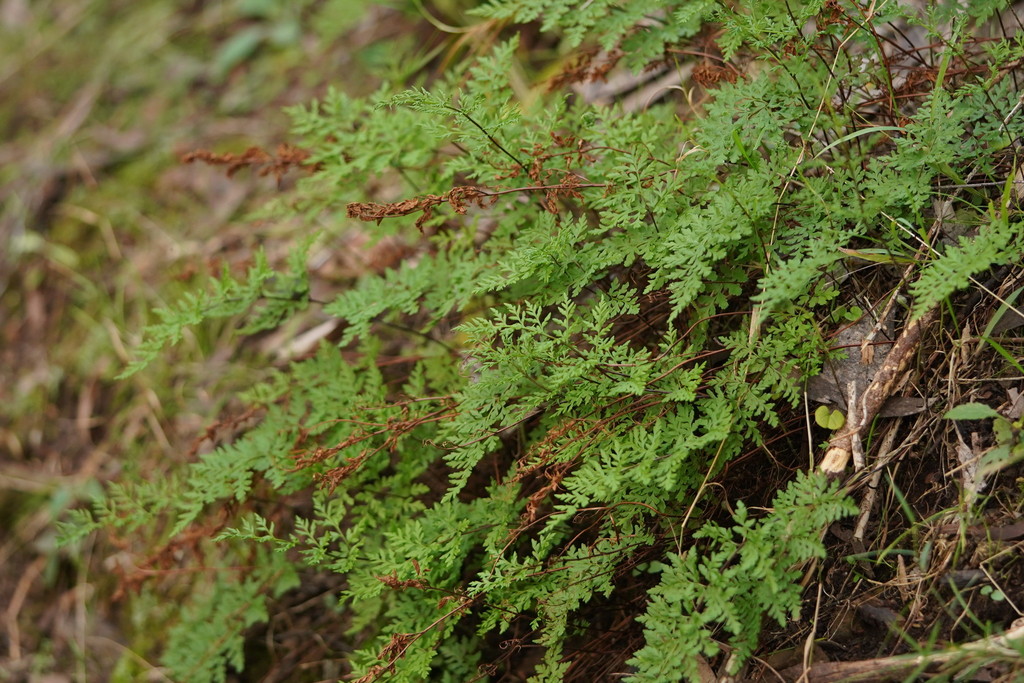 Rock Fern (Budawang Coast plant species Part 1 (A-E)) · iNaturalist