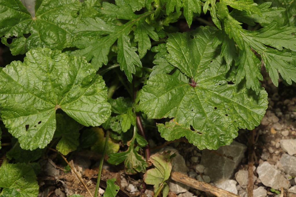 Common Mallow from West Bank, Widnes, Cheshire, UK on June 17, 2020 at ...