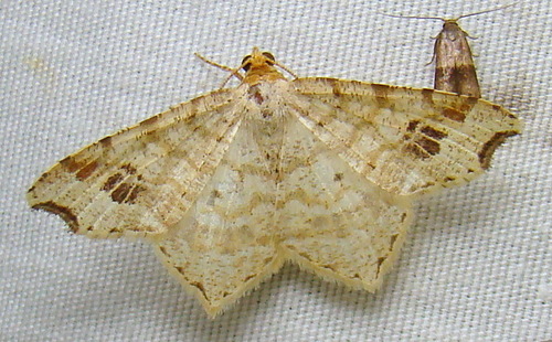 Common Angle (Pennsylvania Moths) · iNaturalist