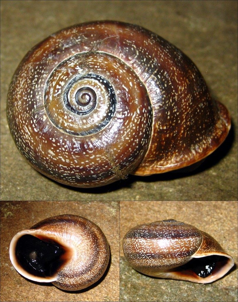 Spanish Snail (Madeira Snails) · iNaturalist