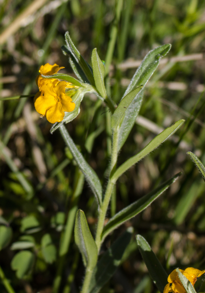 hoary puccoon from Waukesha County, WI, USA on May 21, 2017 at 08:45 AM ...