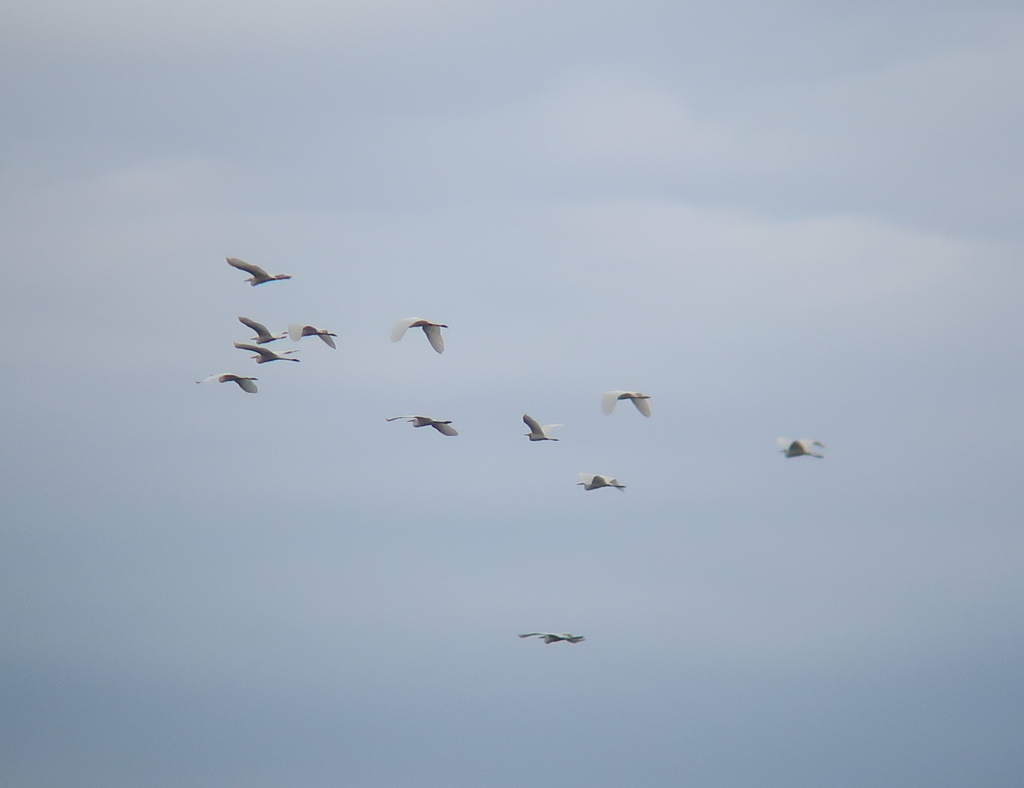 Eastern Cattle Egret from Buk-myeon, Ulleung-gun, Gyeongsangbuk-do ...