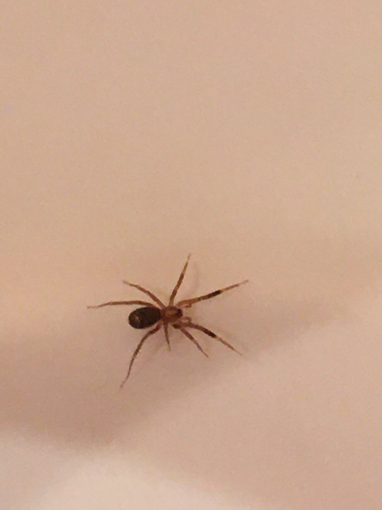 Entelegyne Spiders from Centerville Rd, Wilmington, DE, US on June 18 ...