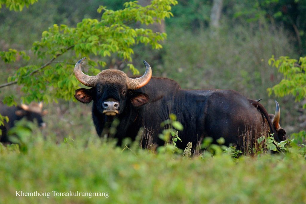 Gaur in April 2015 by Khemthong Tonsakulrungruang · iNaturalist