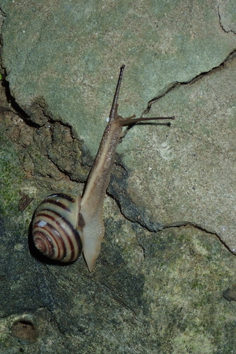 阿猴蝸牛 (臺灣的蝸牛) · BioDiversity4All