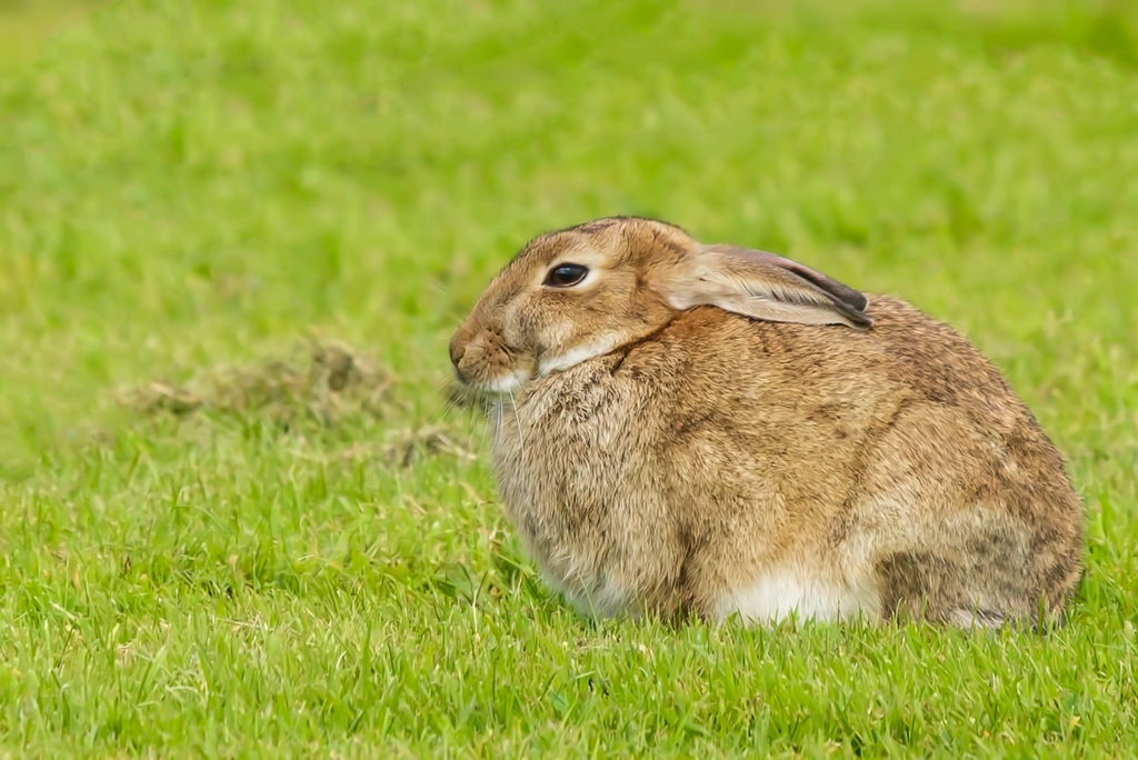 Irish Mountain Hare (Lepus timidus hibernicus) - Know Your Mammals