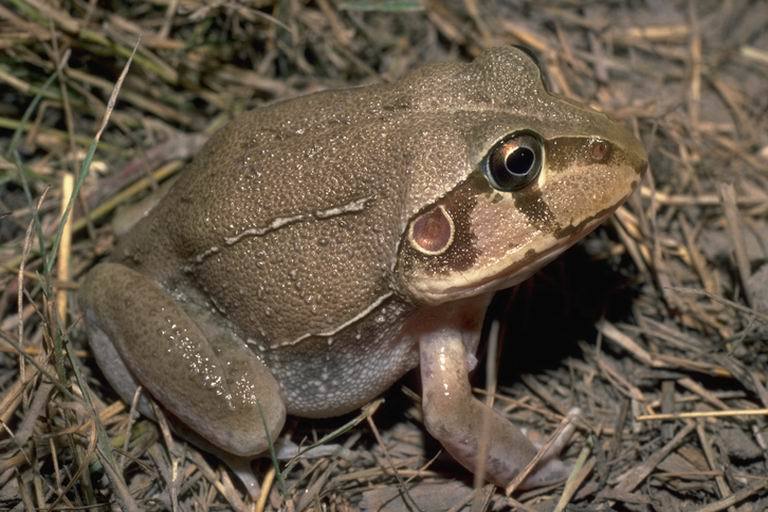 New Holland Frog (Amphibians of Winton) · iNaturalist