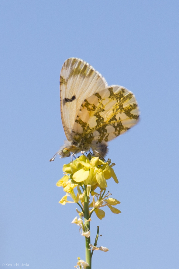Large Marble (Yosemite National Park Butterfly Guide 🦋) · iNaturalist