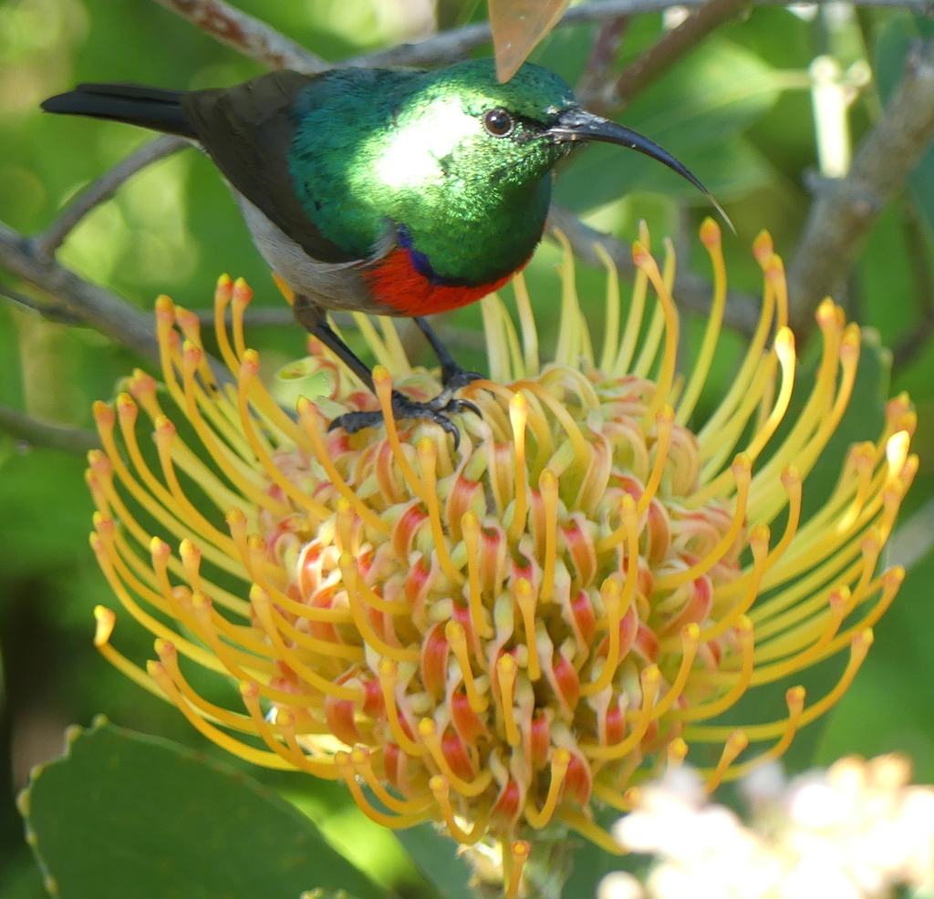 Fynbos Southern Double-Collared Sunbird from Garden Route Botanical ...