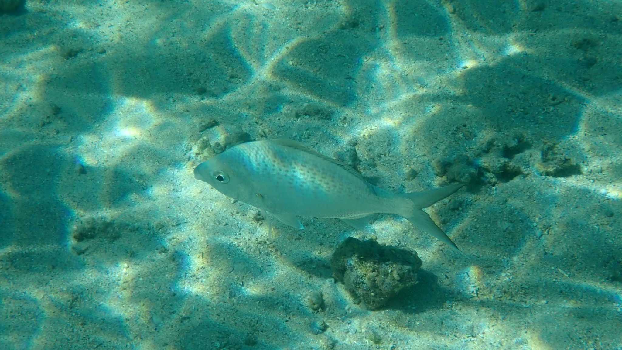 Gerres longirostris (Lacepède, 1801)