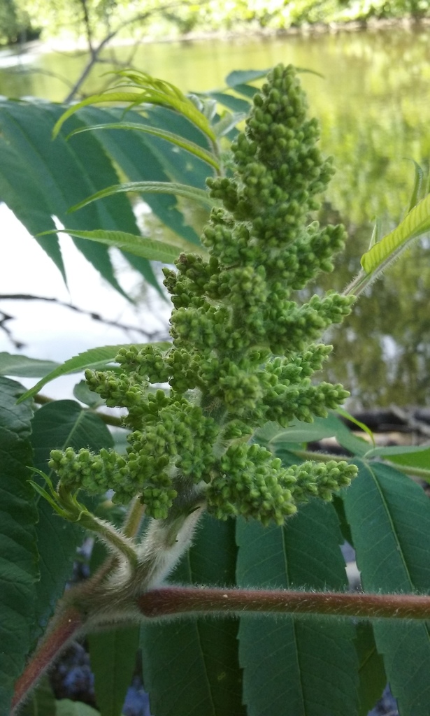 cashew family (Anacardiaceae) - Botanical Realm
