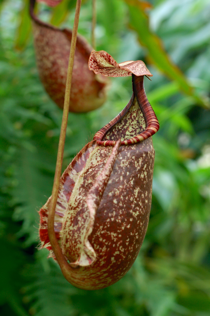 Raffles' pitcher-plant (Nepenthes rafflesiana) - Botanical Realm