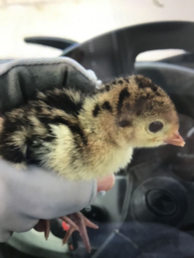 Landfowl from Keith Dr, Berea, KY, US on June 18, 2020 at 12:00 PM by ...