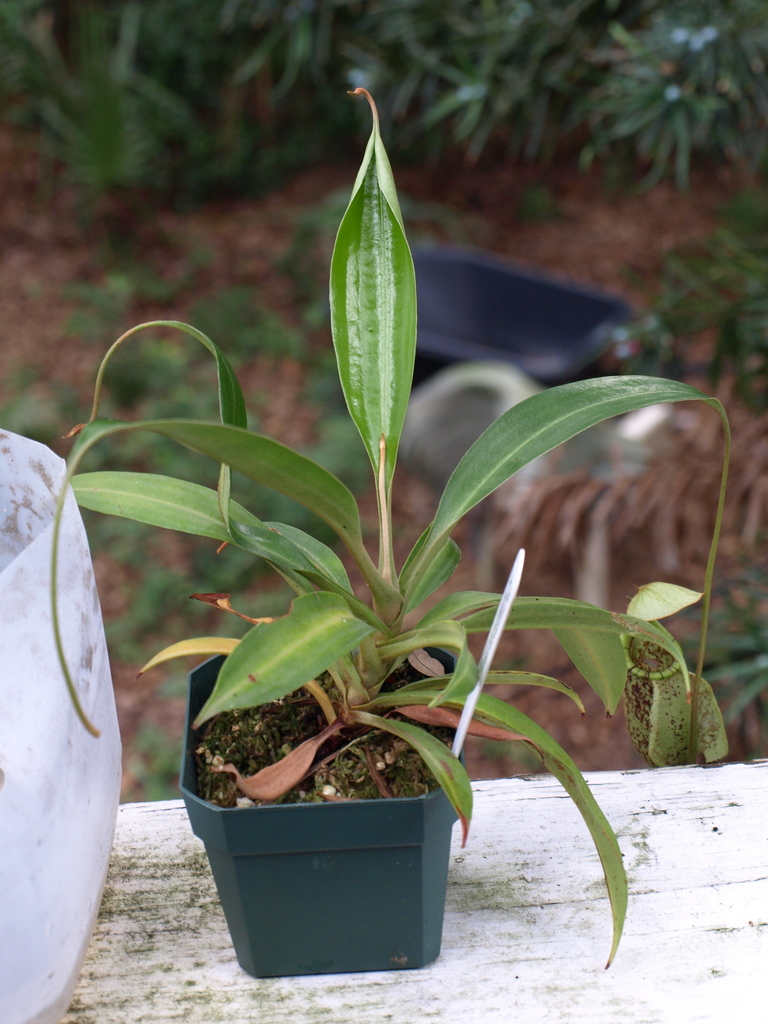 Raffles' pitcher-plant (Nepenthes rafflesiana) - Botanical Realm