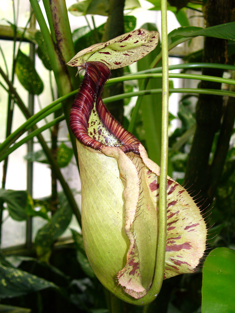 Raffles' pitcher-plant (Nepenthes rafflesiana) - Botanical Realm