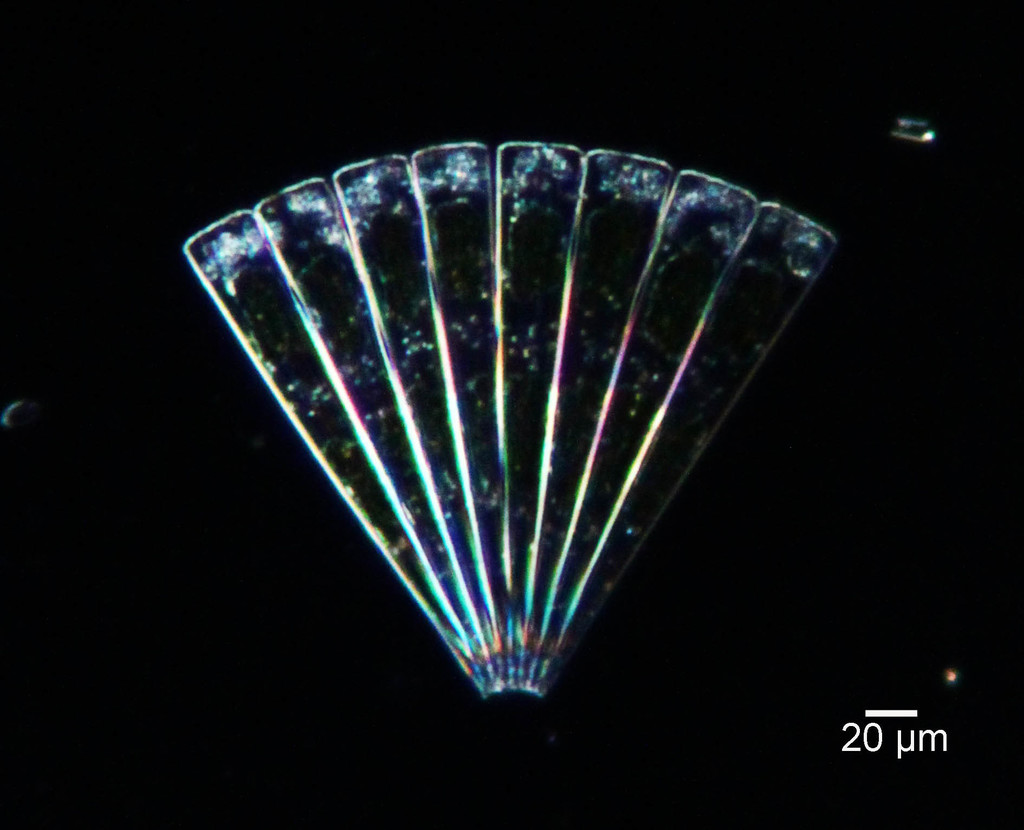 Licmophora flabellata from Trincomali Channel, Galiano Island, BC ...