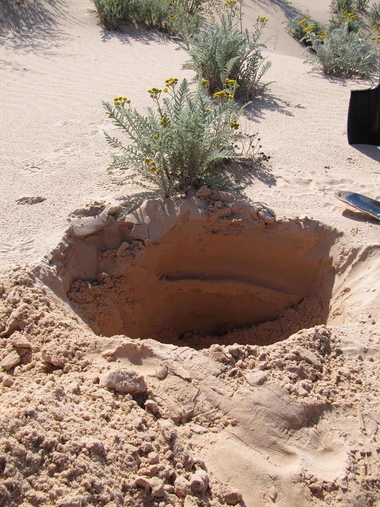 Lake Huron Tansy from Division No. 18, CA-SK, CA on August 16, 2009 at ...