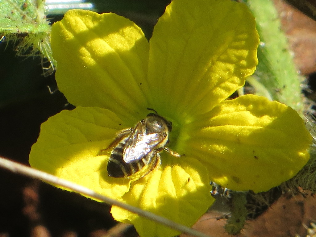 Super-tongued Stem Bees (Bee genera of southern Africa) · iNaturalist