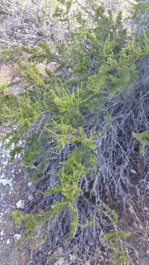 desert bitterbrush from Pine View Dr, Mountain Center, CA 92561, USA on ...