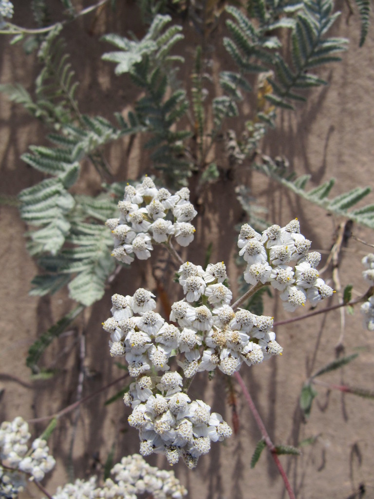 Large-headed Woolly Yarrow (Achillea millefolium megacephala ...