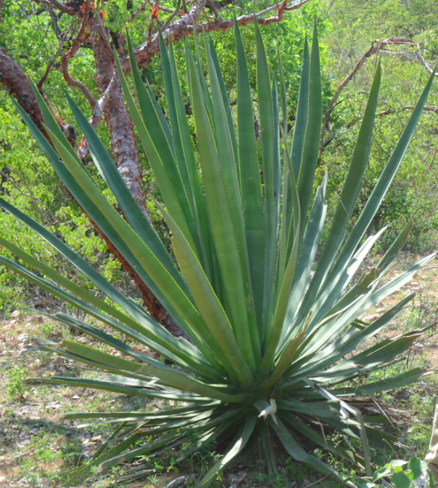 Agave rhodacantha from Arteaga, Michoacán, Mexico on August 1, 2013 at ...