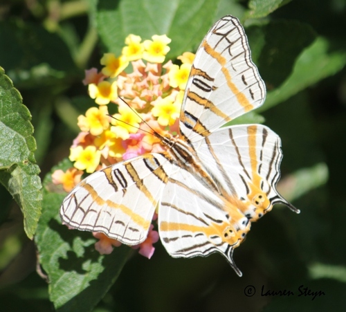 Subespecie Cyrestis camillus sublineata · NaturaLista Colombia