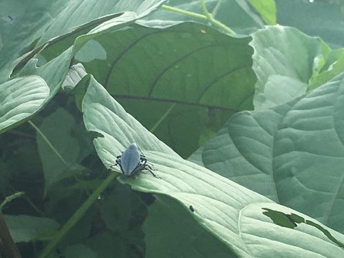 Elytrurus prasinus · iNaturalist