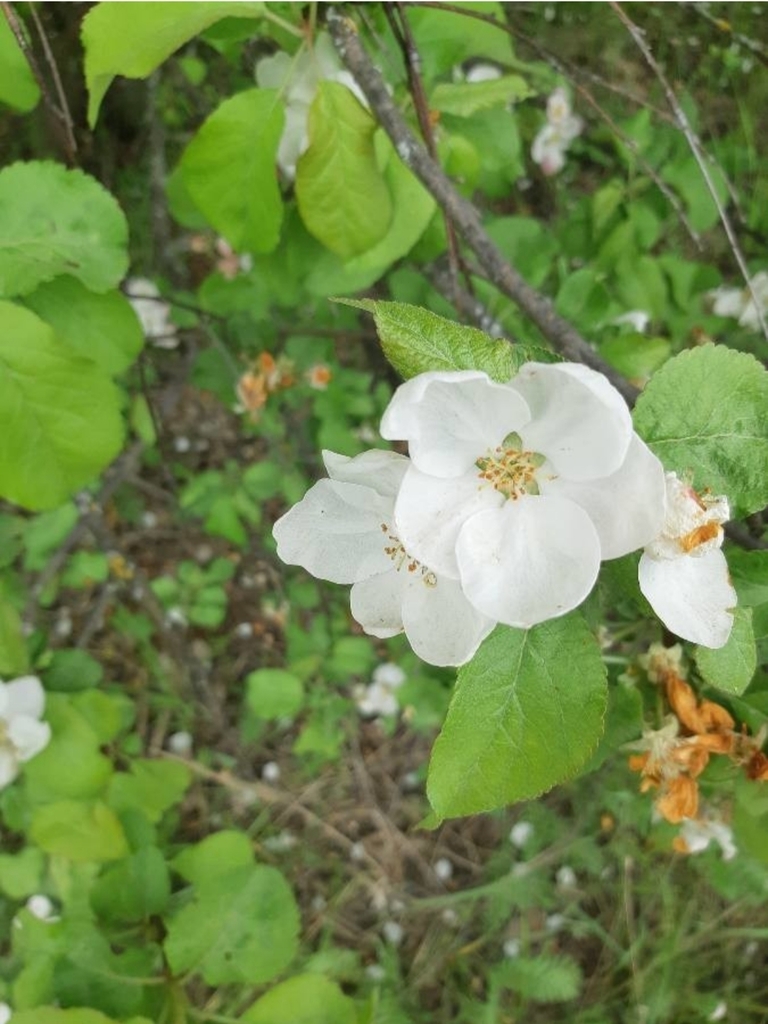 Maleae from Тульская обл., Россия, 301317 on May 28, 2020 at 02:10 PM ...