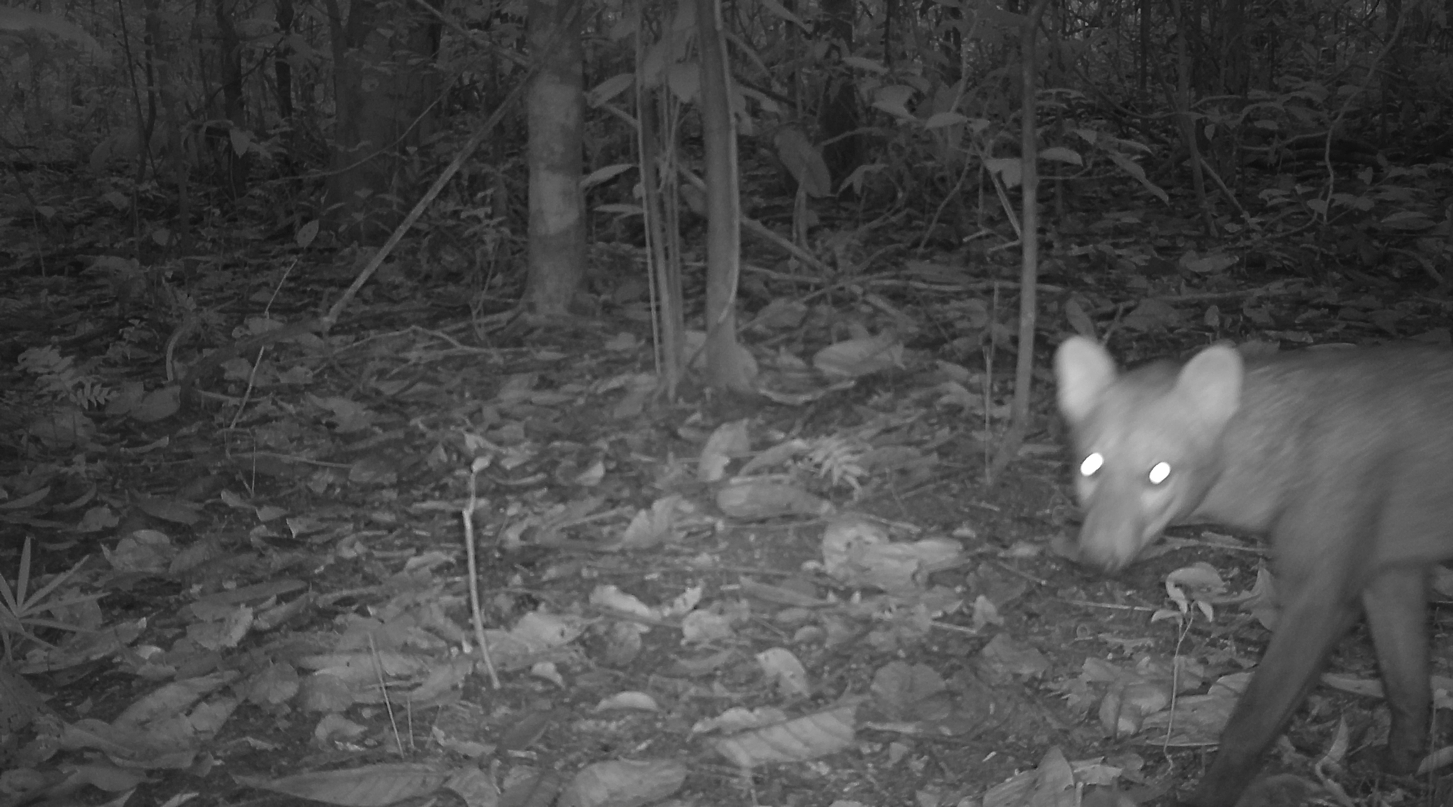 Atelocynus microtis (Sclater, 1883)