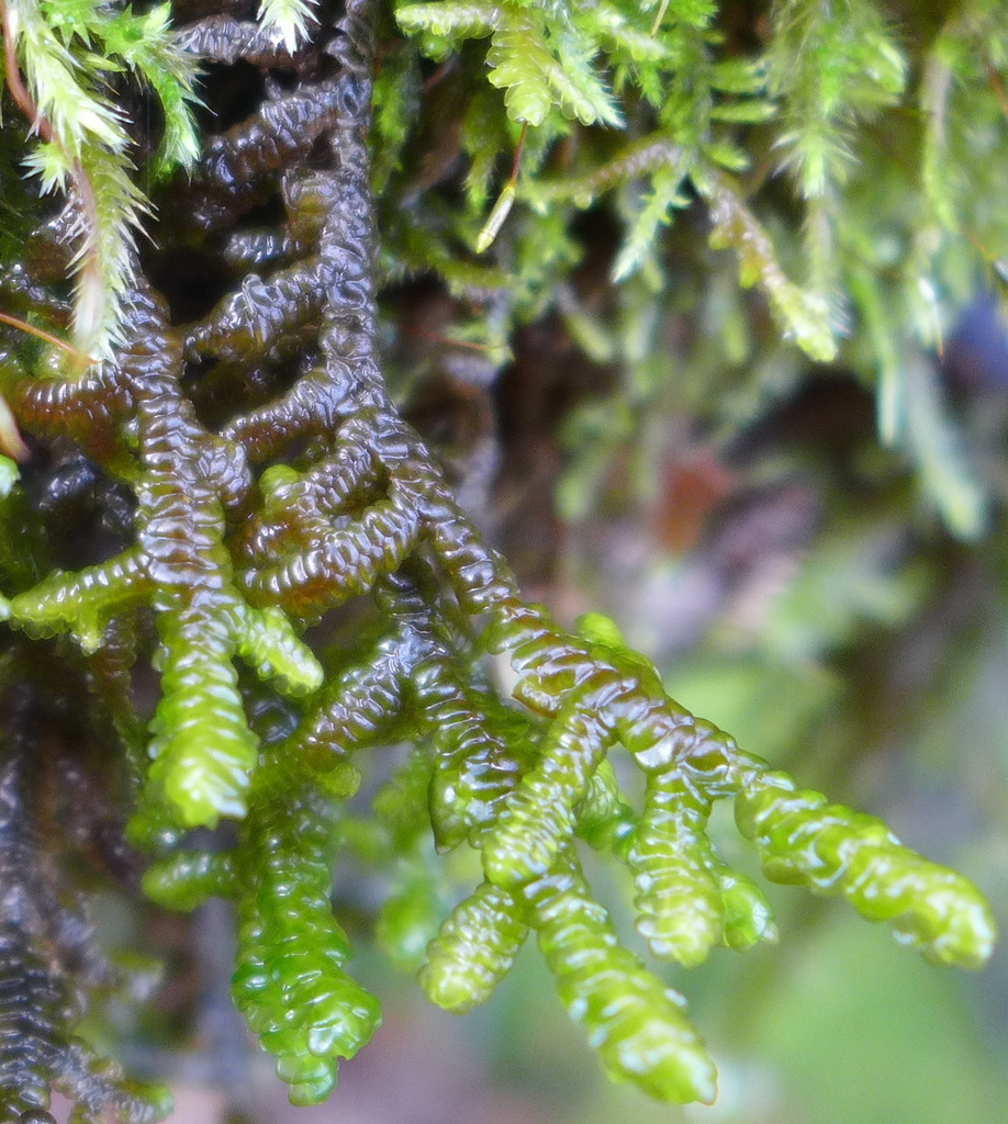 Tree Ruffle Liverwort from Squamish, BC on November 21, 2016 by judith ...