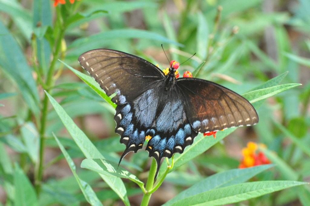 Garcia Mexican Tiger Swallowtail from Monterrey, N.L., México on May 23 ...