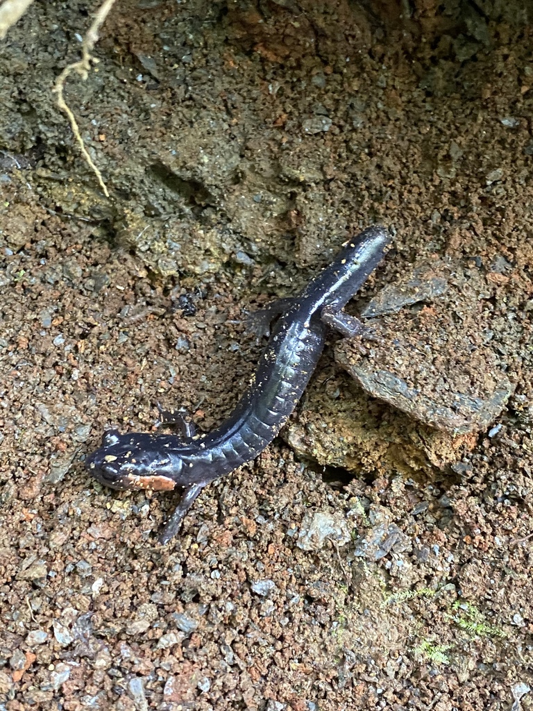 Red-cheeked Salamander in June 2020 by George · iNaturalist