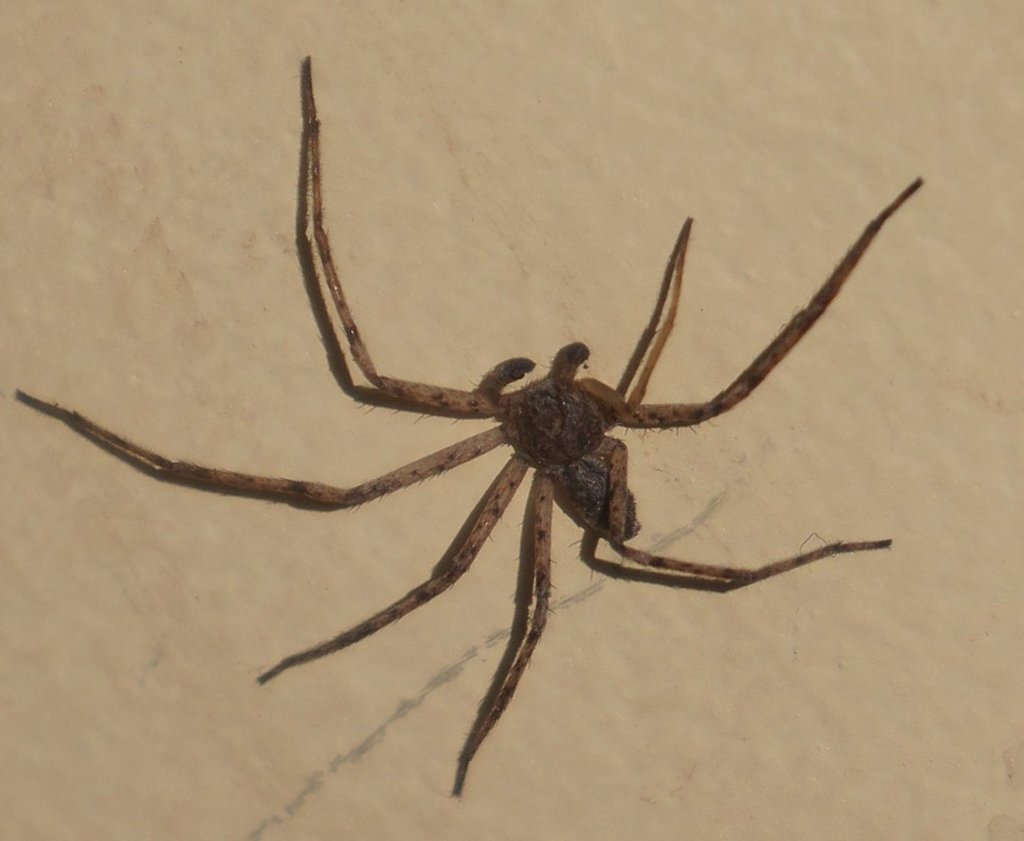 Philodromus praelustris (Spiders of Alaska) · iNaturalist