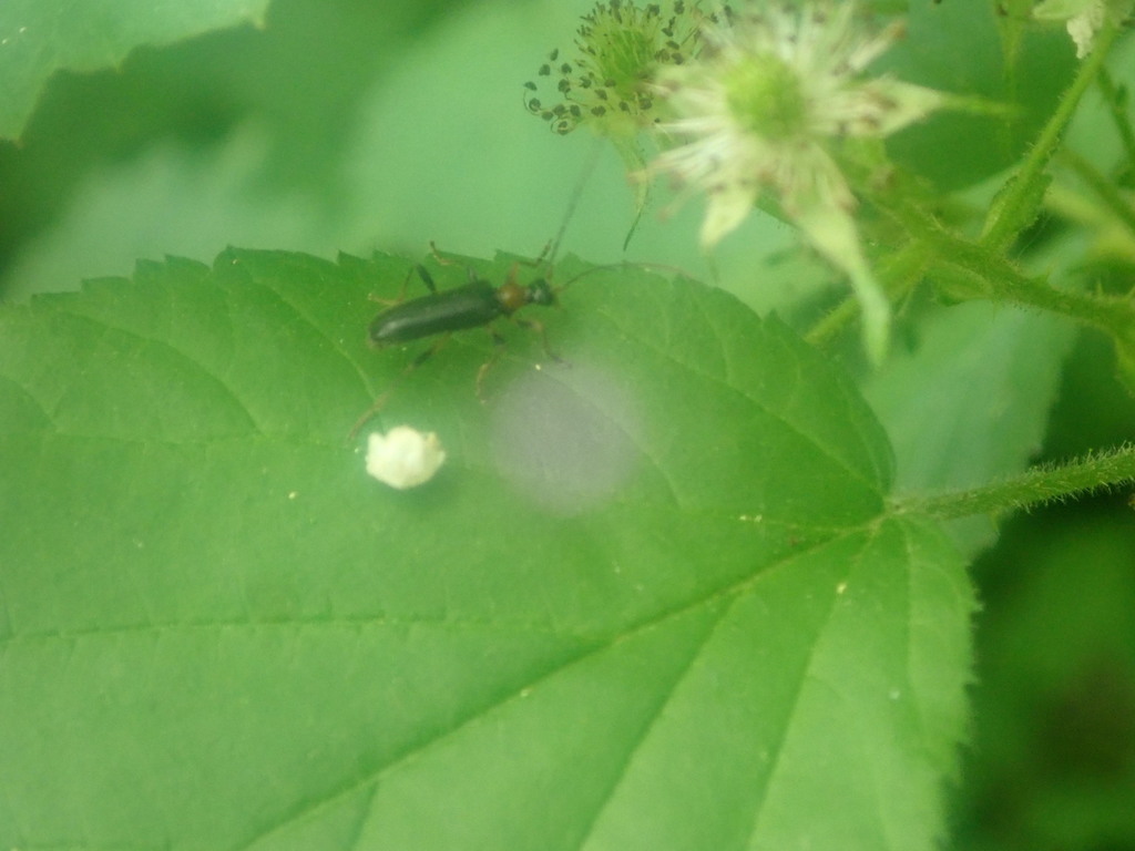 Pidonia ruficollis from Chautauqua County, NY, USA on June 15, 2020 at ...