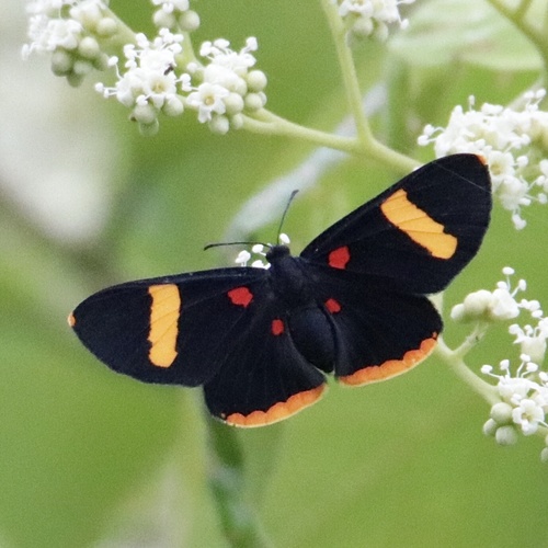 Subspecies Melanis electron melantho · iNaturalist