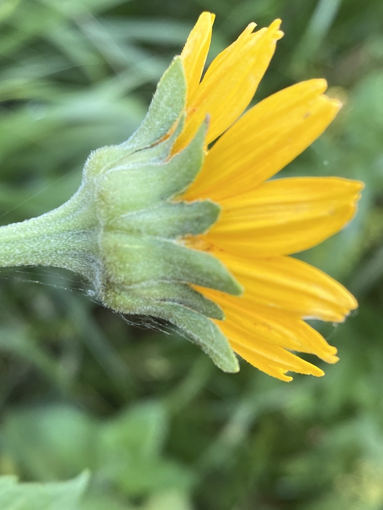 false sunflower (Heliopsis helianthoides) - Botanical Realm